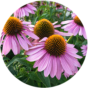 ¿Qué es la equinácea y qué puede hacer por ti? - Blog Ana María Lajusticia